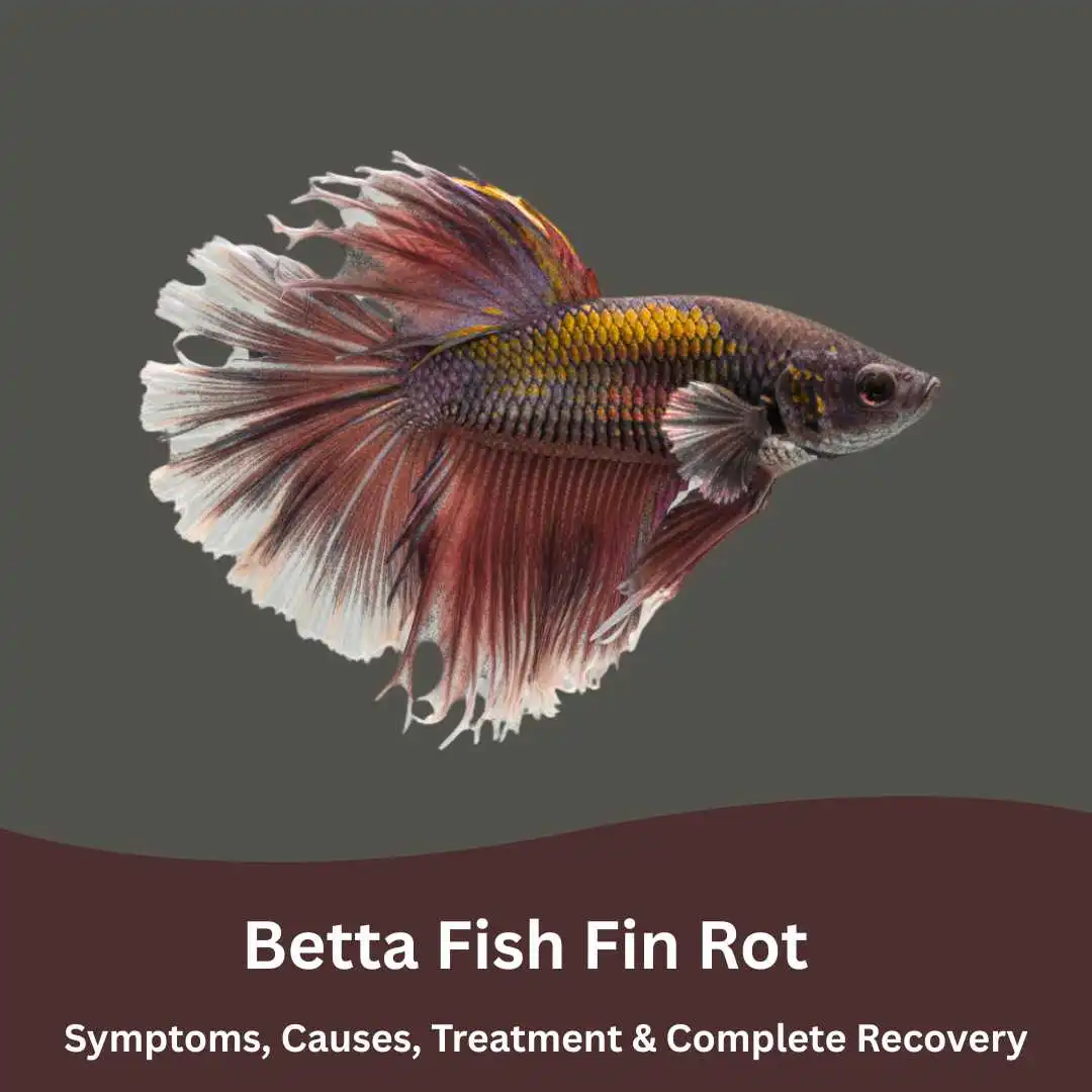 Betta Fish Fin Rot: Symptoms, Treatment & Complete Recovery