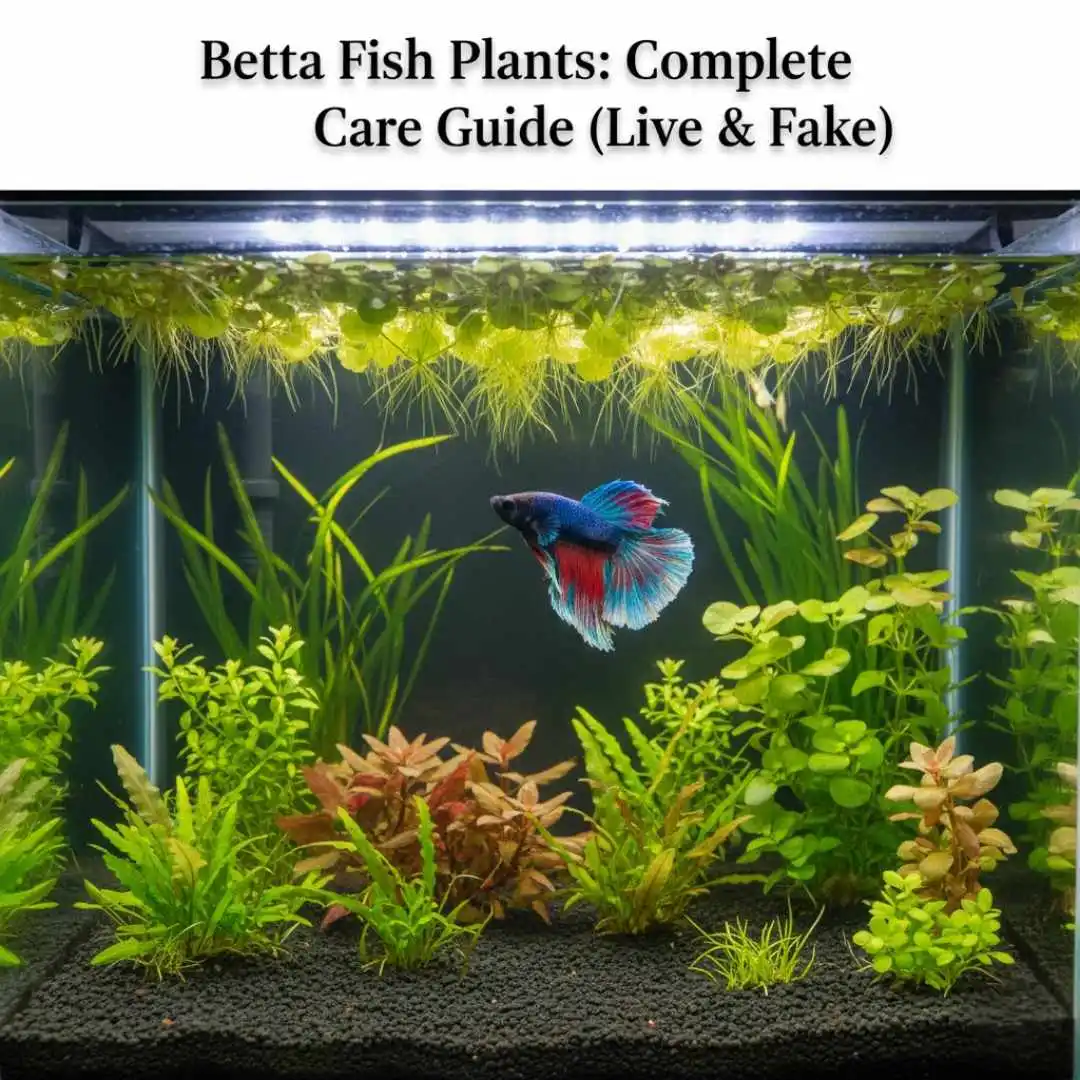 Best Betta Fish Plants: Easy Care Guide & Top 10 Choices